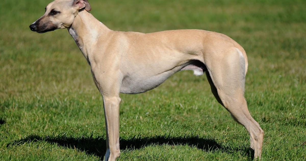 EL GALGO EN LA ROMA ANTIGUA