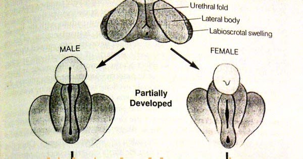 hidatoda: Pembentukan Organ Reproduksi Luar