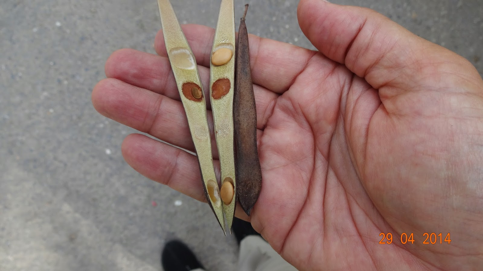 Plants of Lahore - Pakistan: Millettia- Villayti Shishum- Lilac profile