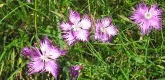 Vive México,Durango: Clima,Flora y Fauna