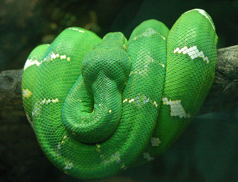 Animal Pictures: Emerald Tree Boa