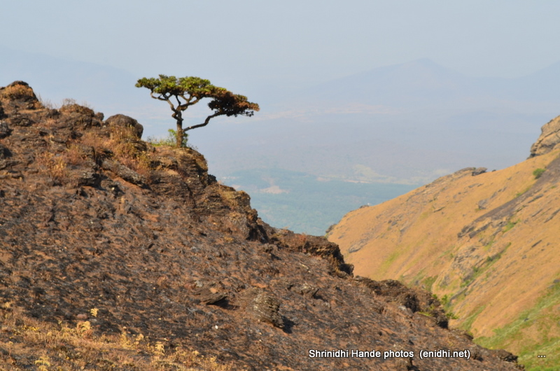 A lone Tree- Baba Budan Giri - eNidhi India Travel Blog