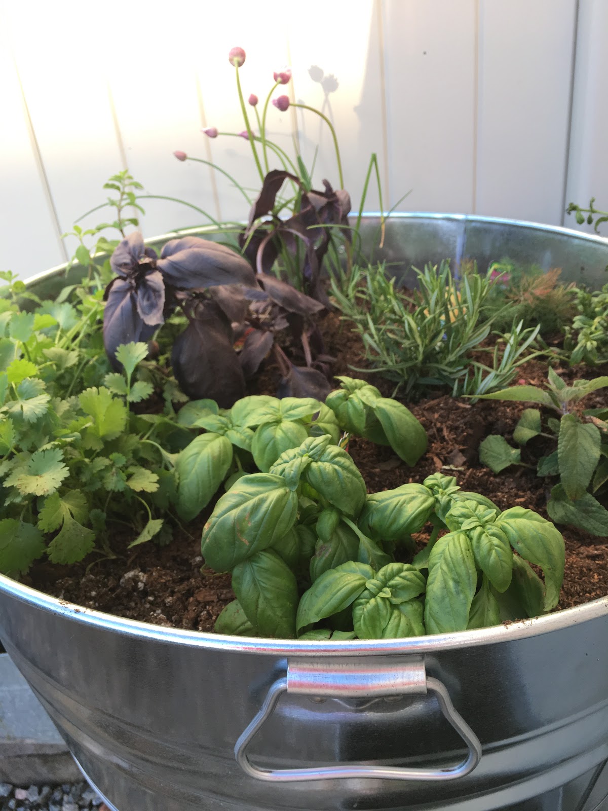 Container Gardening- Bucket of Herbs - The Style Sisters