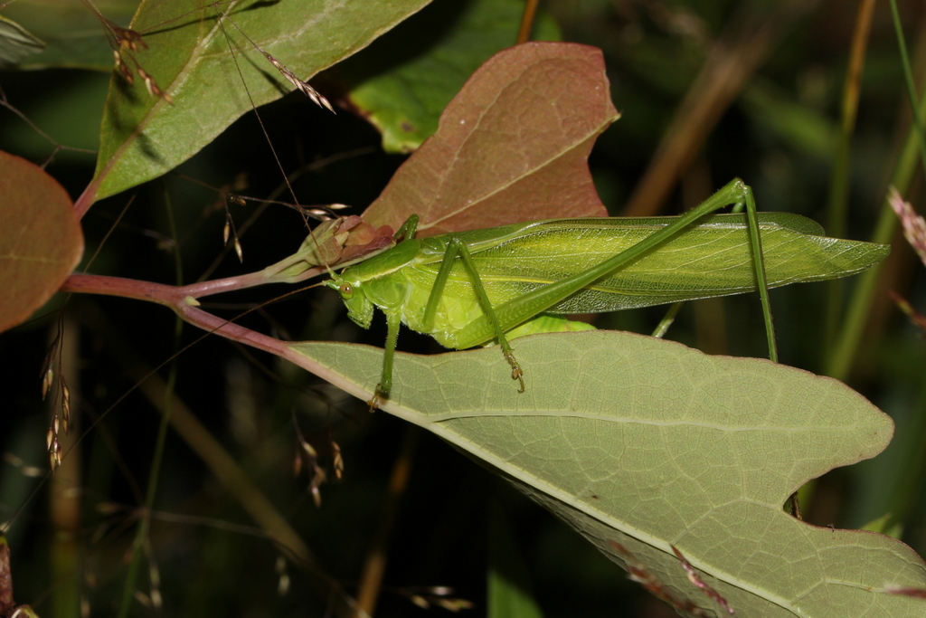 Listening in Nature: The Predatory Katydid