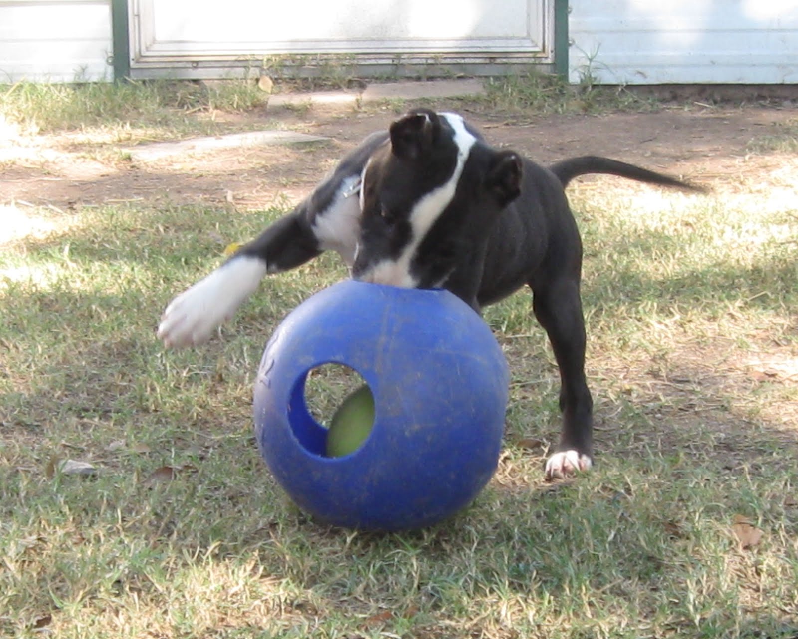 Happy and Healthy Canine Wellness: Why Choose An Animal Naturopath For ...