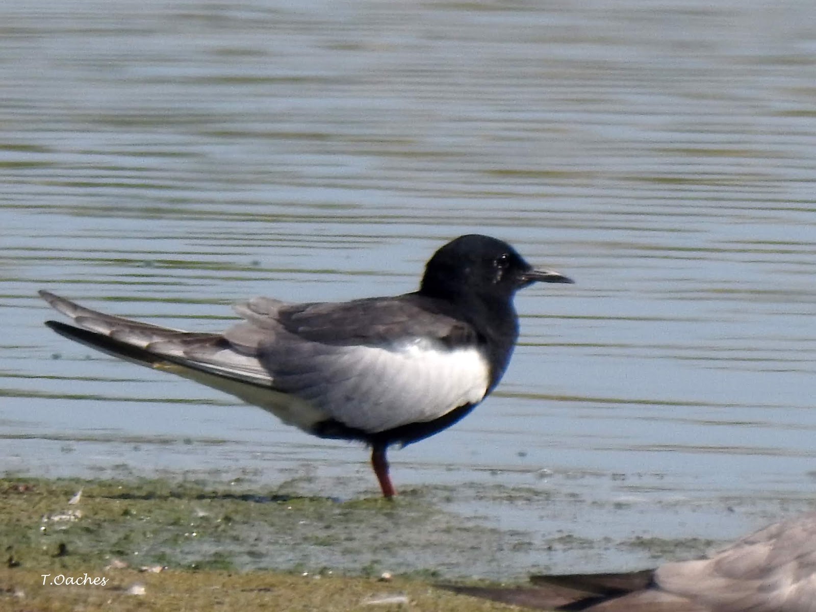 PASARI DIN ROMANIA: CHIRIGHITA CU ARIPI ALBE, Chlidonias leucopterus