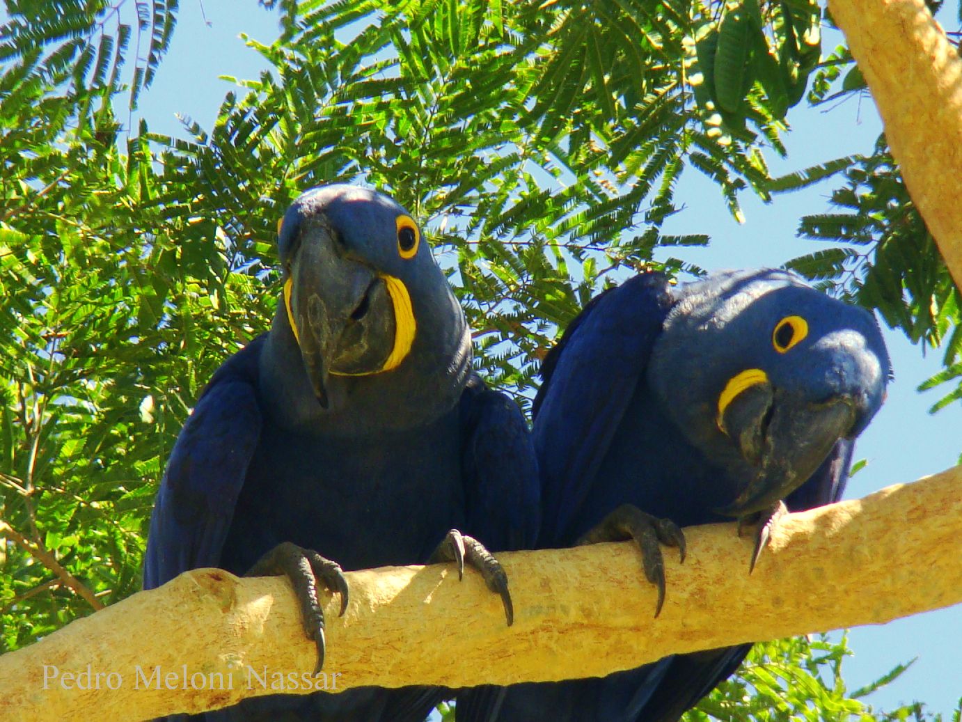 Fauna Brasileira: Arara-azul-grande