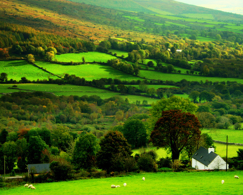 Pleasant Living: EMERALD GREEN