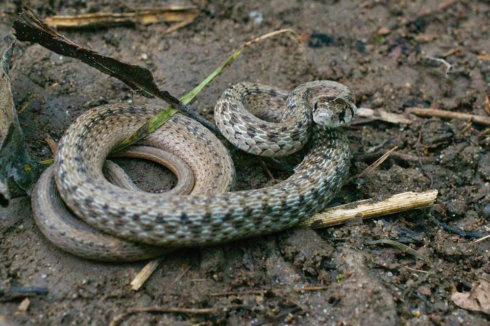 Herpedex: All the Herps I Have Seen In The Wild: October 2014