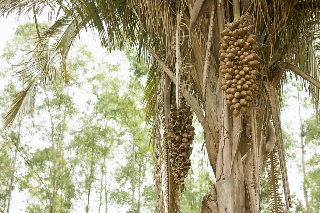 巴巴蘇油 Babassu Oil