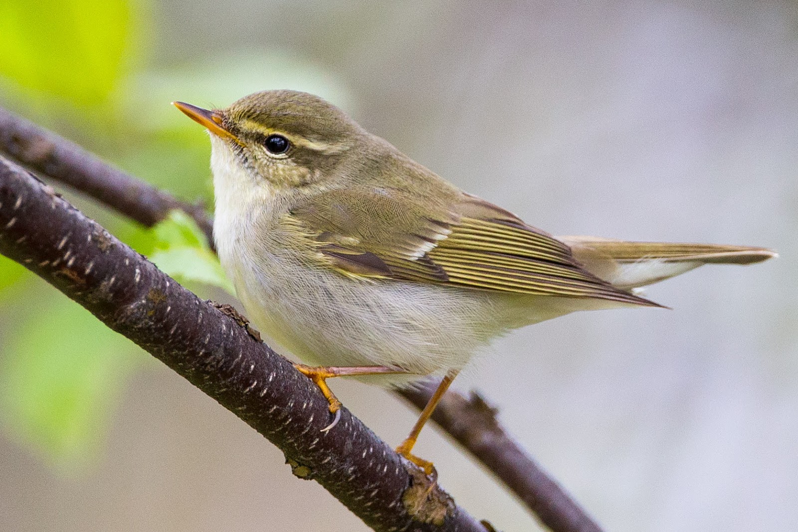 Wildlife Diaries: Siberian Tit and Arctic Warbler 18th - 20th June