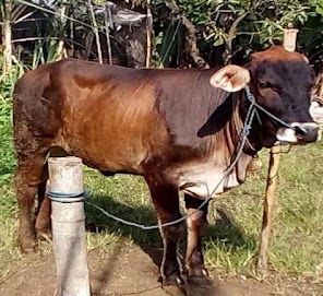 Mengenal Jenis Sapi Limpo dan Simpo, Apa Ciri-cirinya? | Gemar Ternak ...