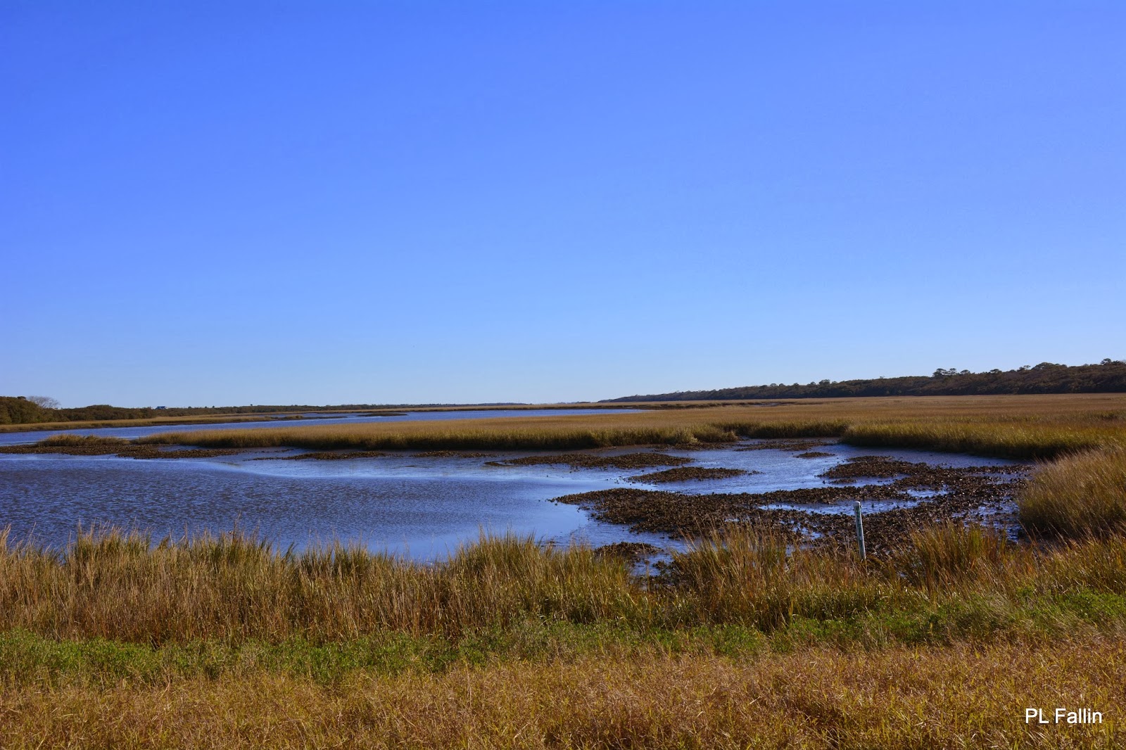PL Fallin Photography: In Search of Birds at Guana River