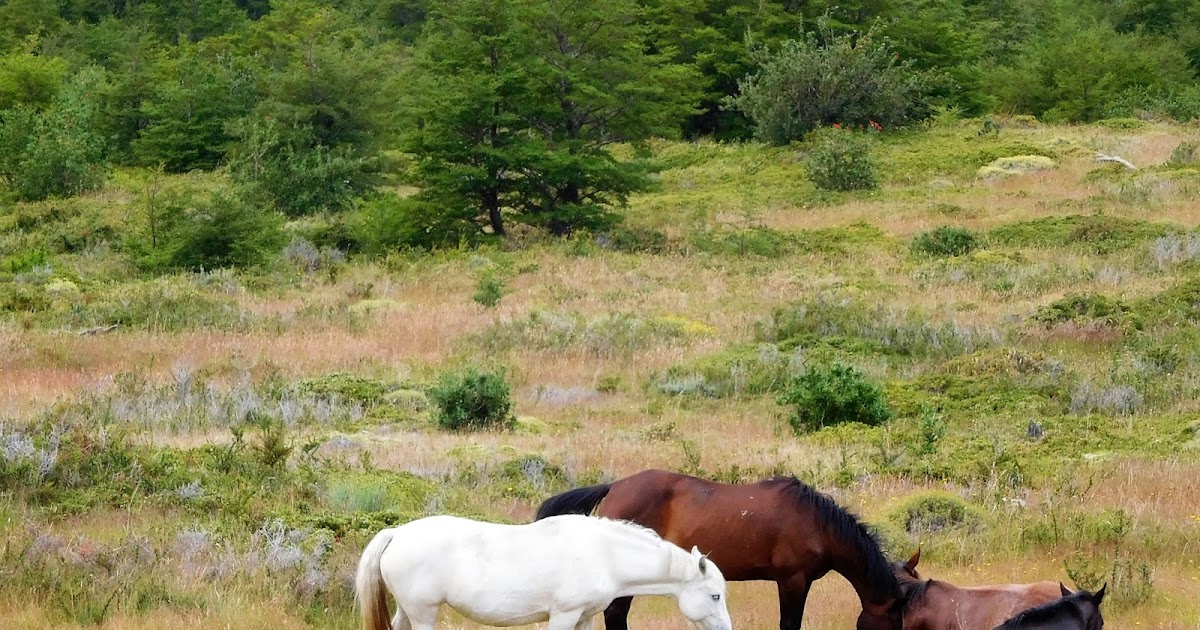 Patagonia: Los Cuernos to El Chileno with a Day Hike to the Towers