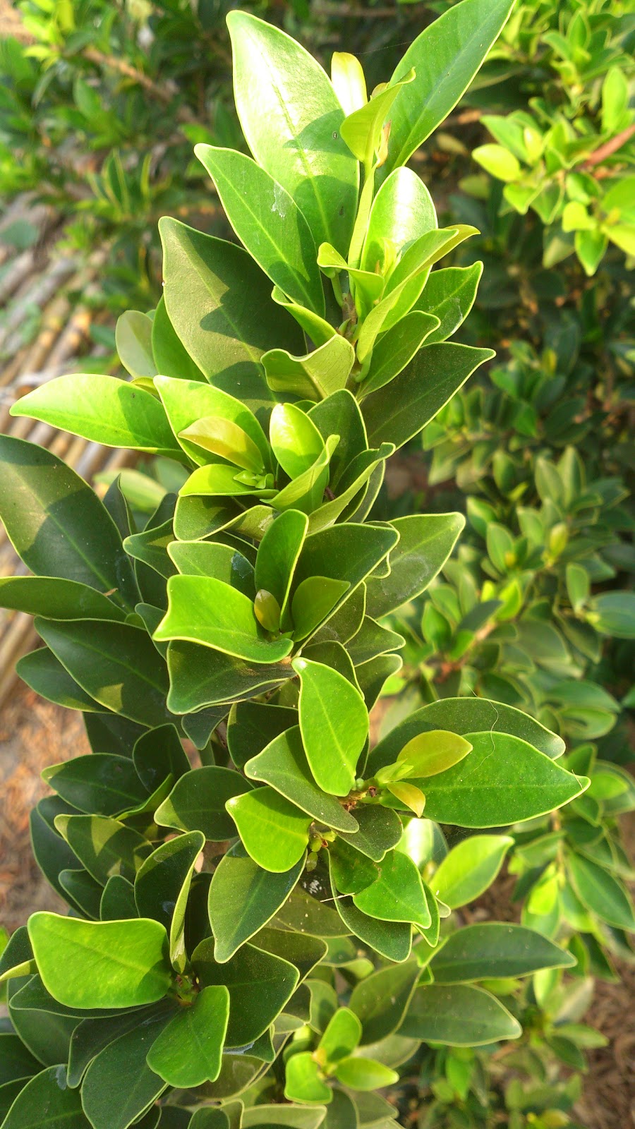 Ficus Trees Farm: " Sai-compact " (Ficus spp.)