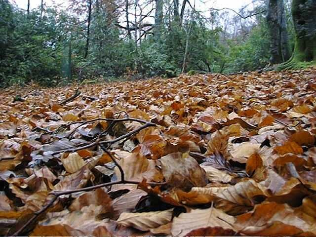 Serasah | Zahroh Istantini