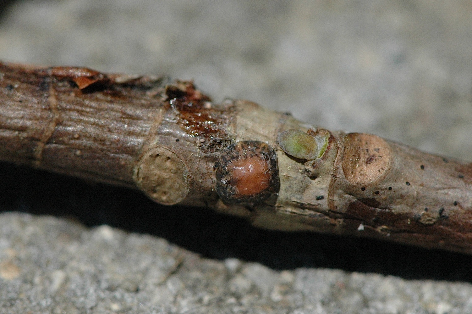 Field Biology in Southeastern Ohio: Tuliptree Scale
