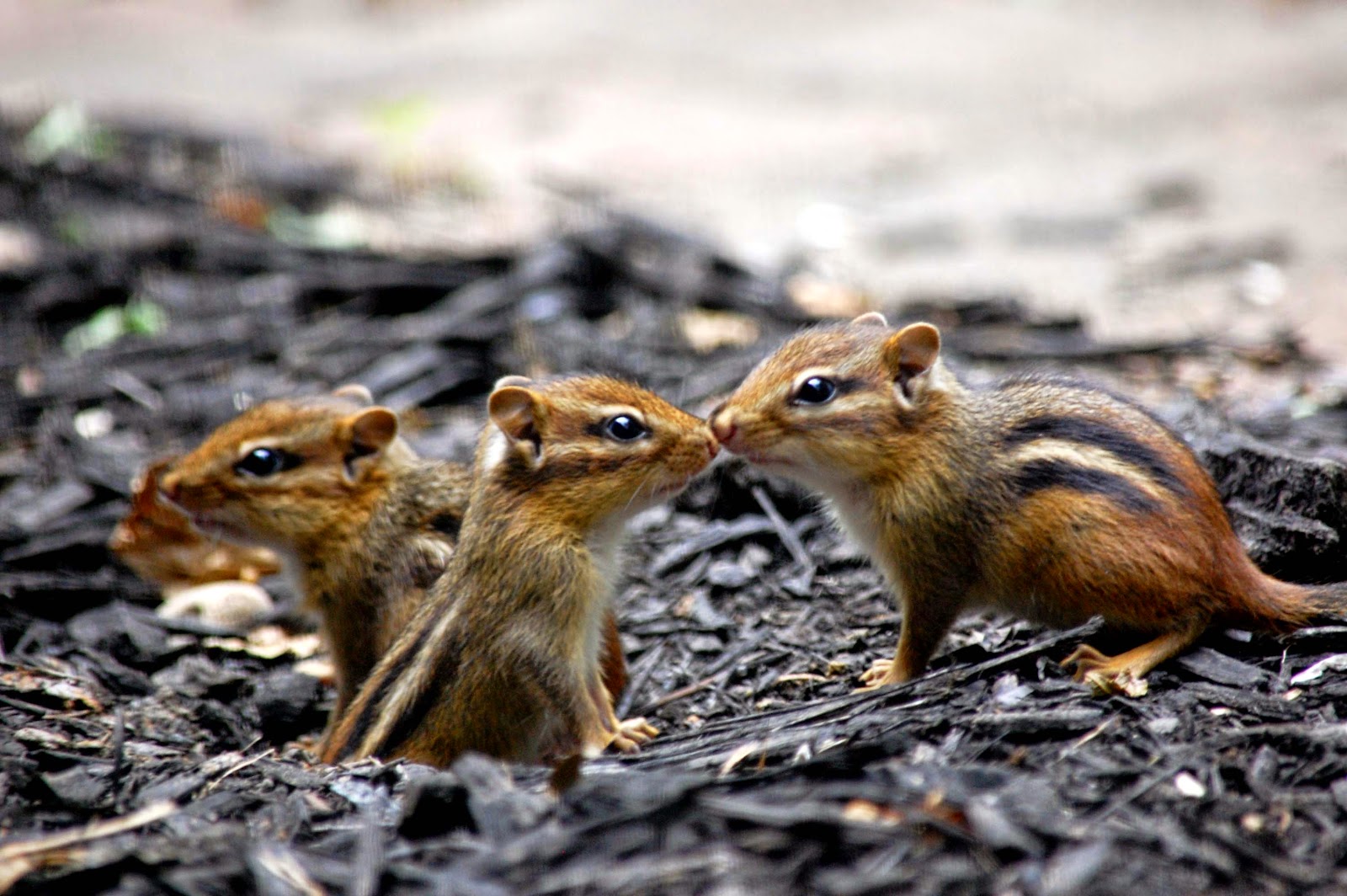 Sophia Z Photo: Young Chipmunks and Their Mom