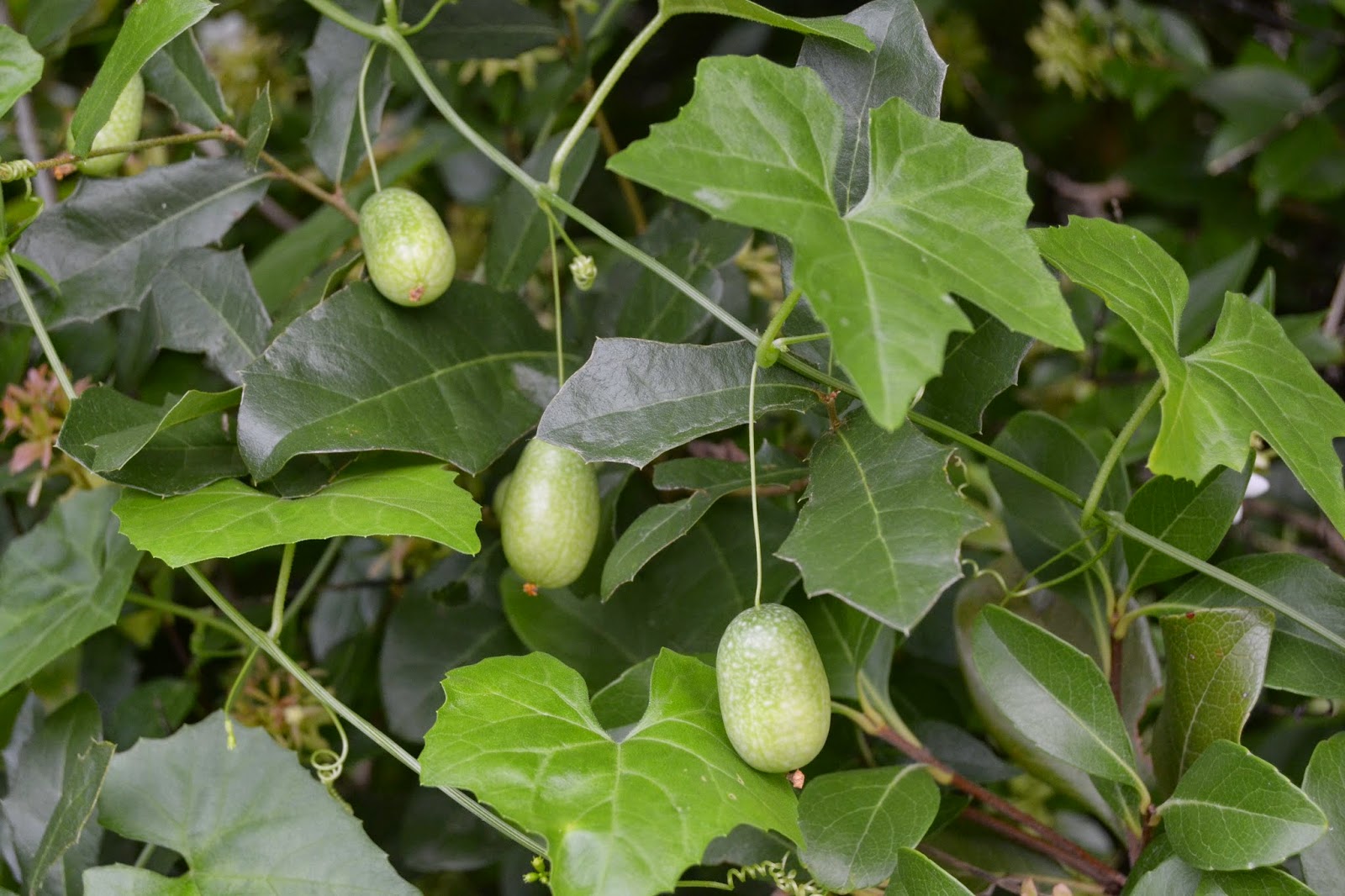 Ethnobiology North Texas : Wild Cucumber, Creeping Cucumber, Melothria ...