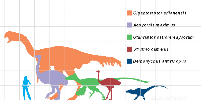 Ave Elefante (Aepyornis maximus)