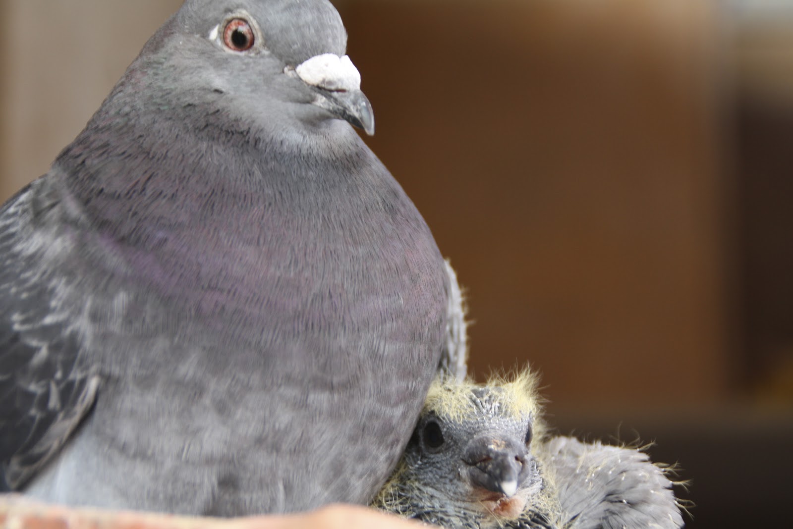 Postduiven.Laban: REPORTAGE