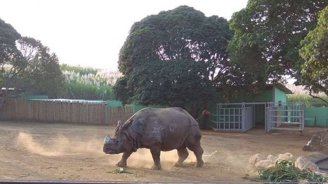 Bertus Badak terbesar Dunia berada di Batu Secret Zoo - TOPWISATA.INFO