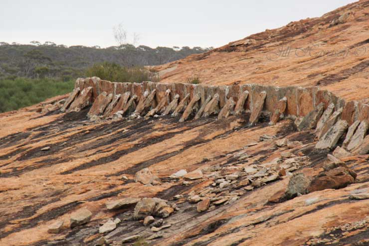 Life Images by Jill: Cave Hill, Burra Rock and the Woodlines, Western ...