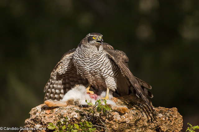 AZOR COMUN - Accipiter Gentilis | Observatorio de la Naturaleza