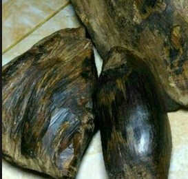 Kayu Gaharu dan Jenis Kayu Gaharu Wangi Terbaik | Budidaya Kayu Jati