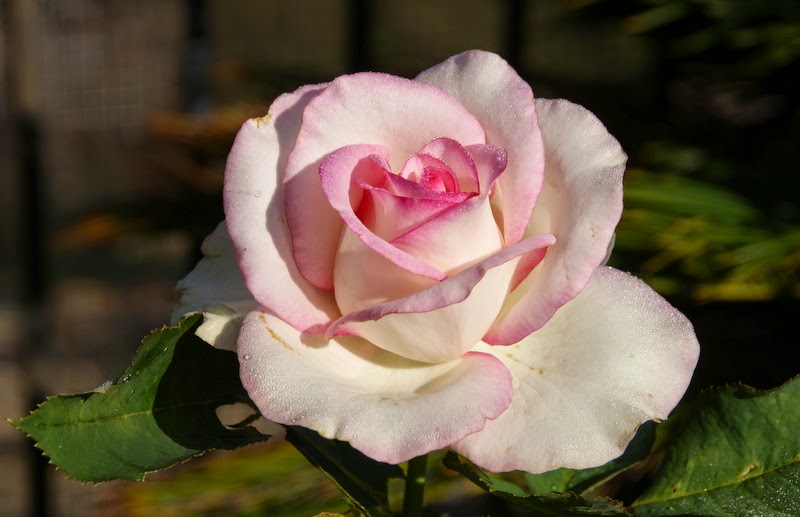 Organic Garden Dreams: August Roses