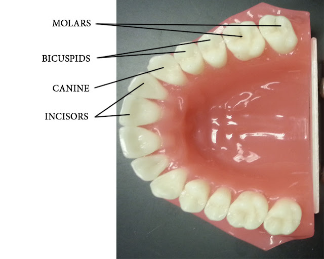 Duda's Epic Quest To Epicness: Teef