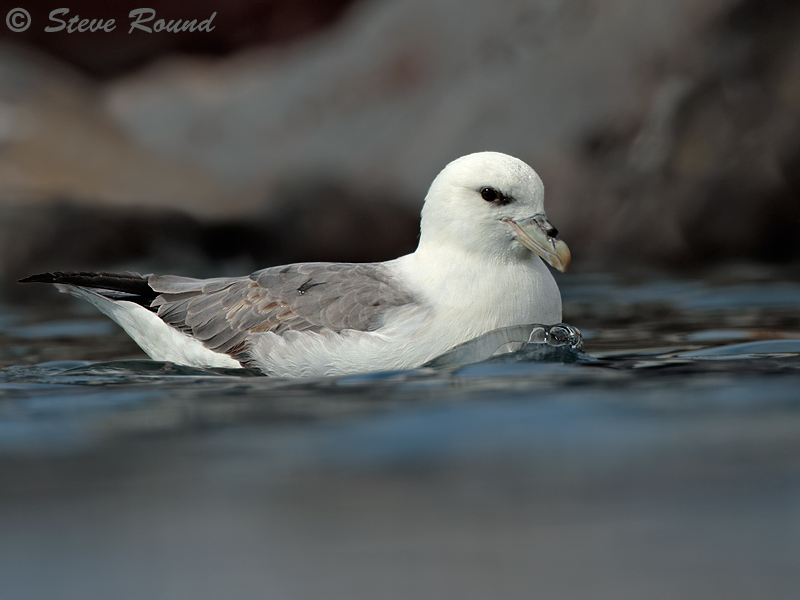 Steve Round Wildlife Photography: Fulmars from Iceland