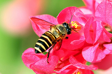 Jenis Lebah Madu | Madu Asli - High Desert