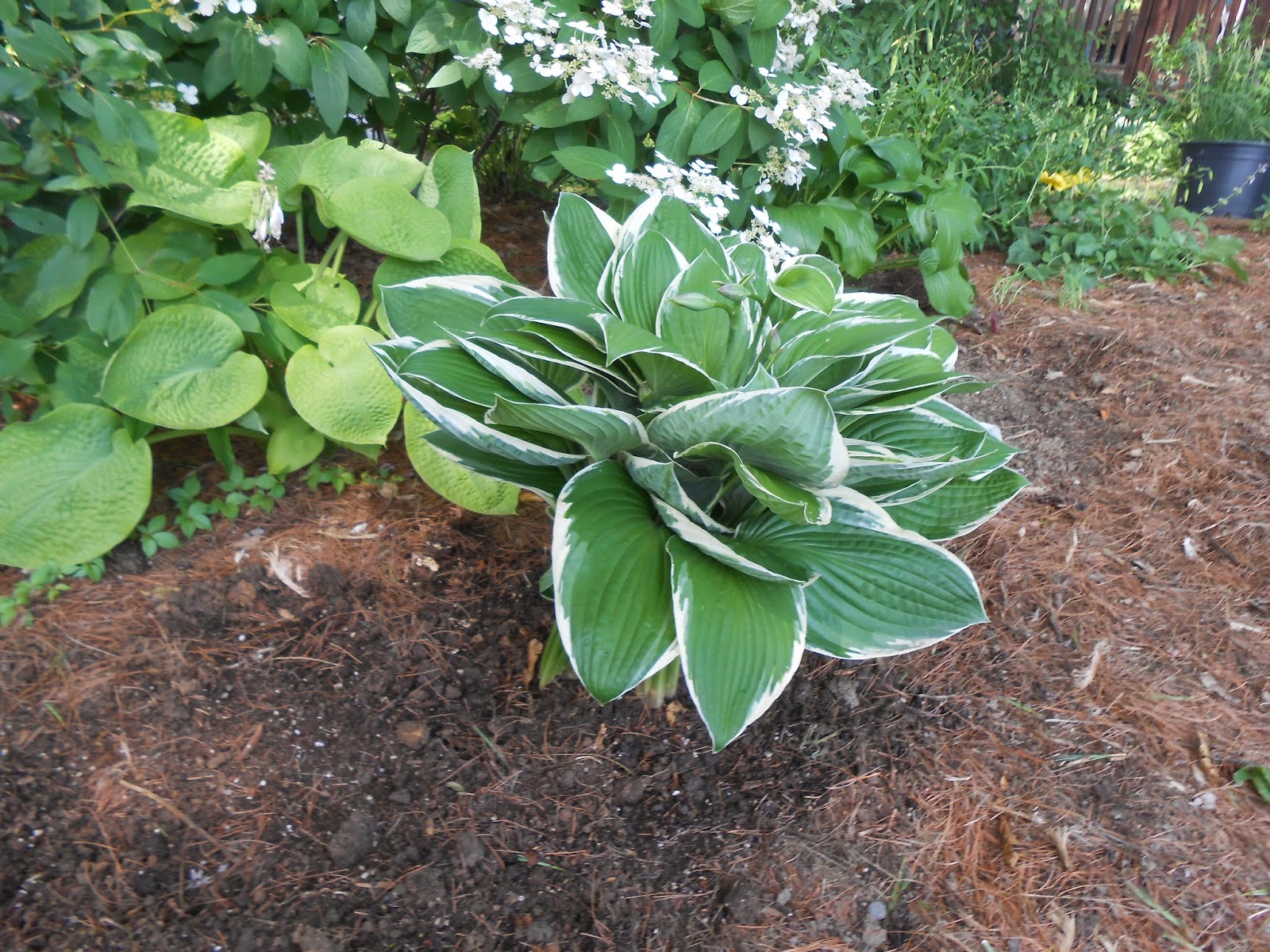 Sproutsandstuff: Moving a Leafed Out Hosta with the Help of a Belt and ...