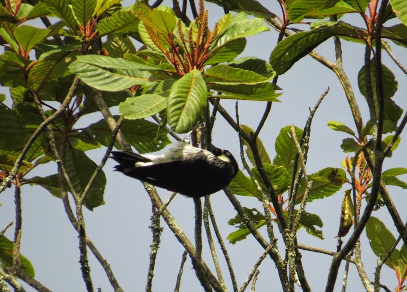 Aventuras y Cuentos de un Pajarero Mexicano: El Chivizcoyo... o la ...