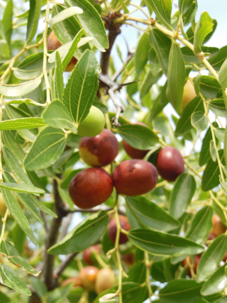 No le digas a mi madre que estoy haciendo fotos: Azufaifa, fruto del ...