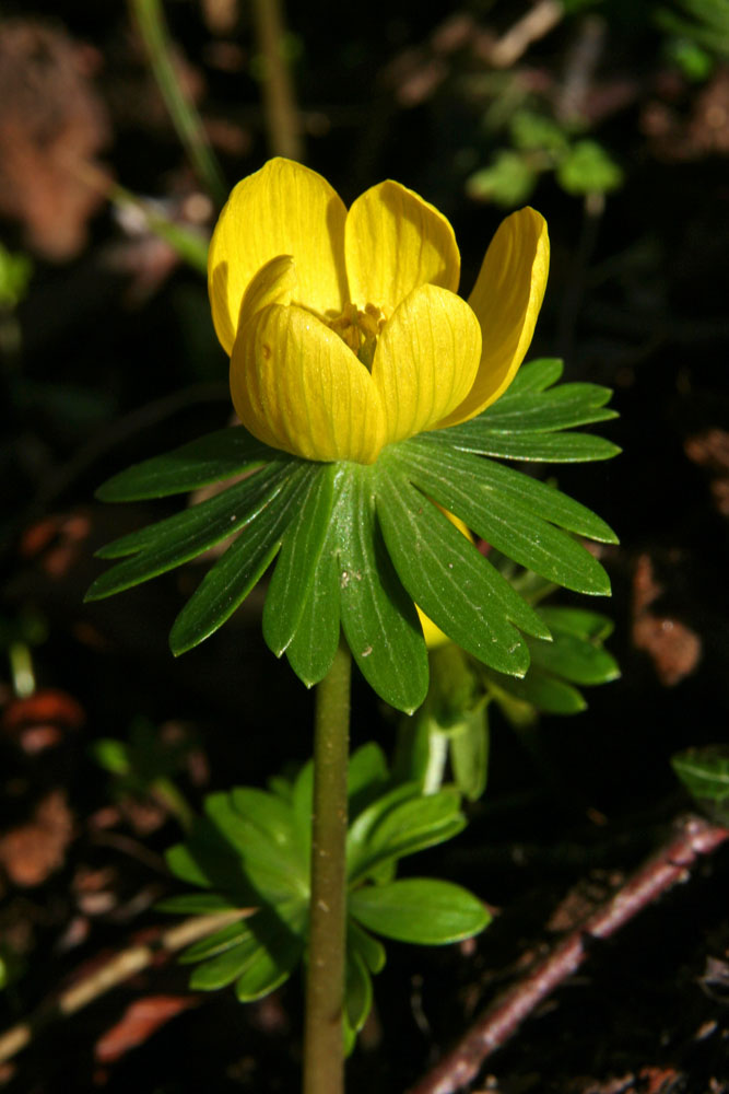 WildlifeTring: Winter Aconite