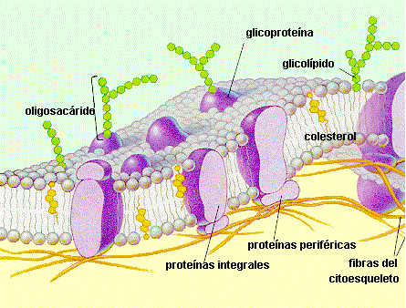 MEMBRANA CITOPLASMÁTICA ~ Biología General
