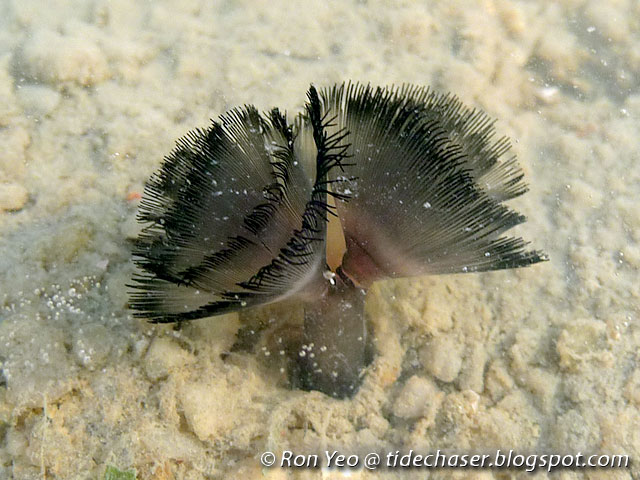 tHE tiDE cHAsER: Horseshoe Worm (Phylum Phoronida) of Singapore