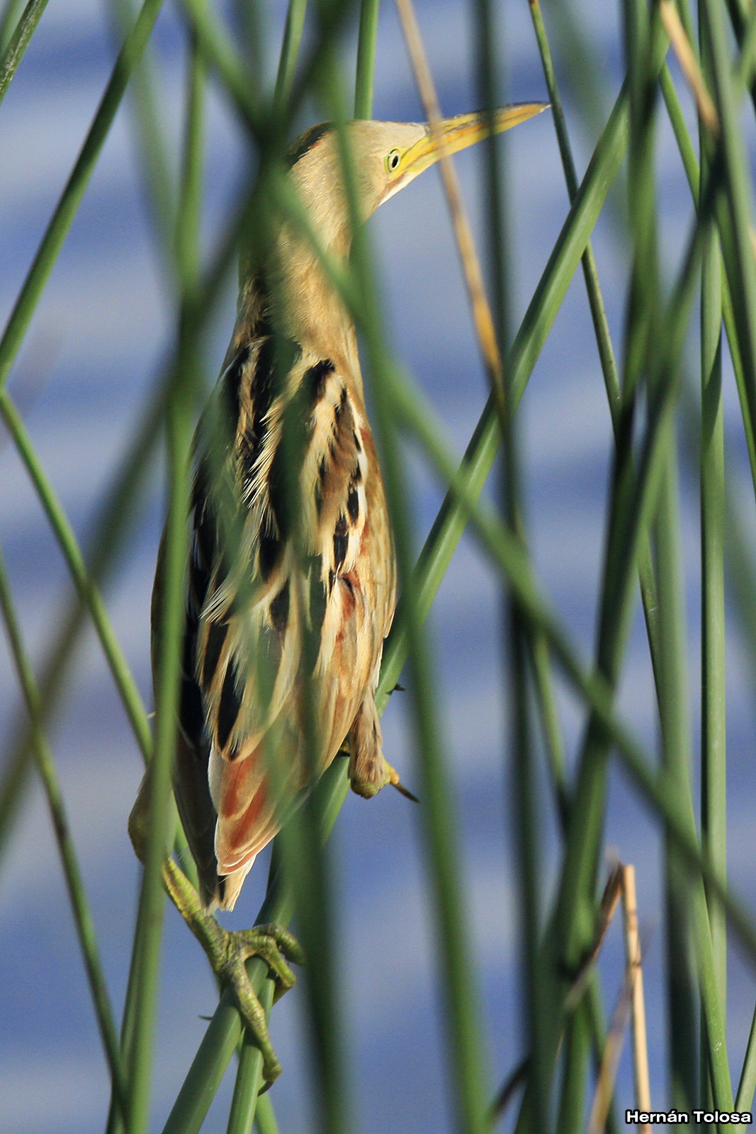 Aves Bonaerenses: Críptico