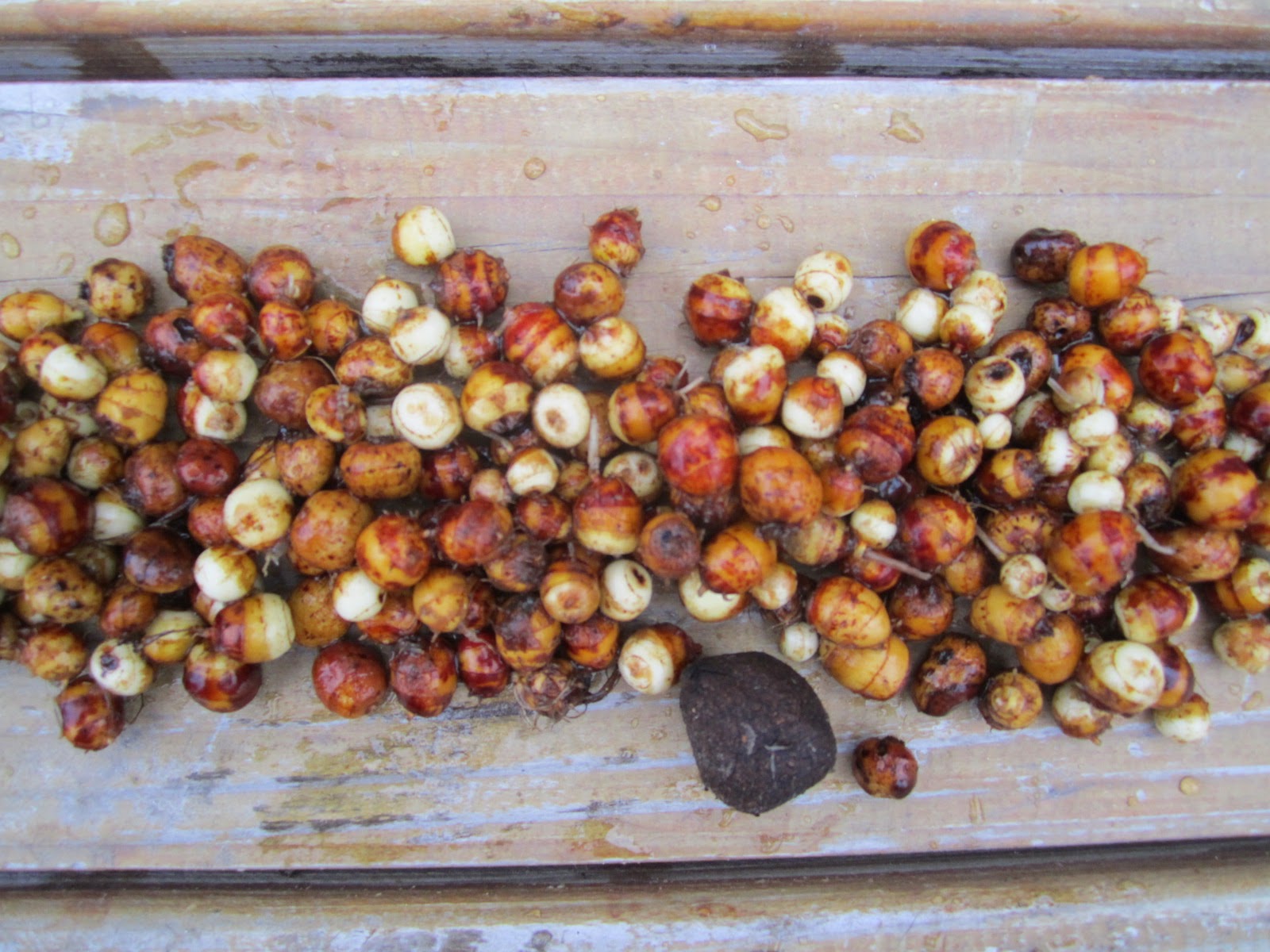 VeggiePharm: Arctic Tiger Nut Crop Experiment