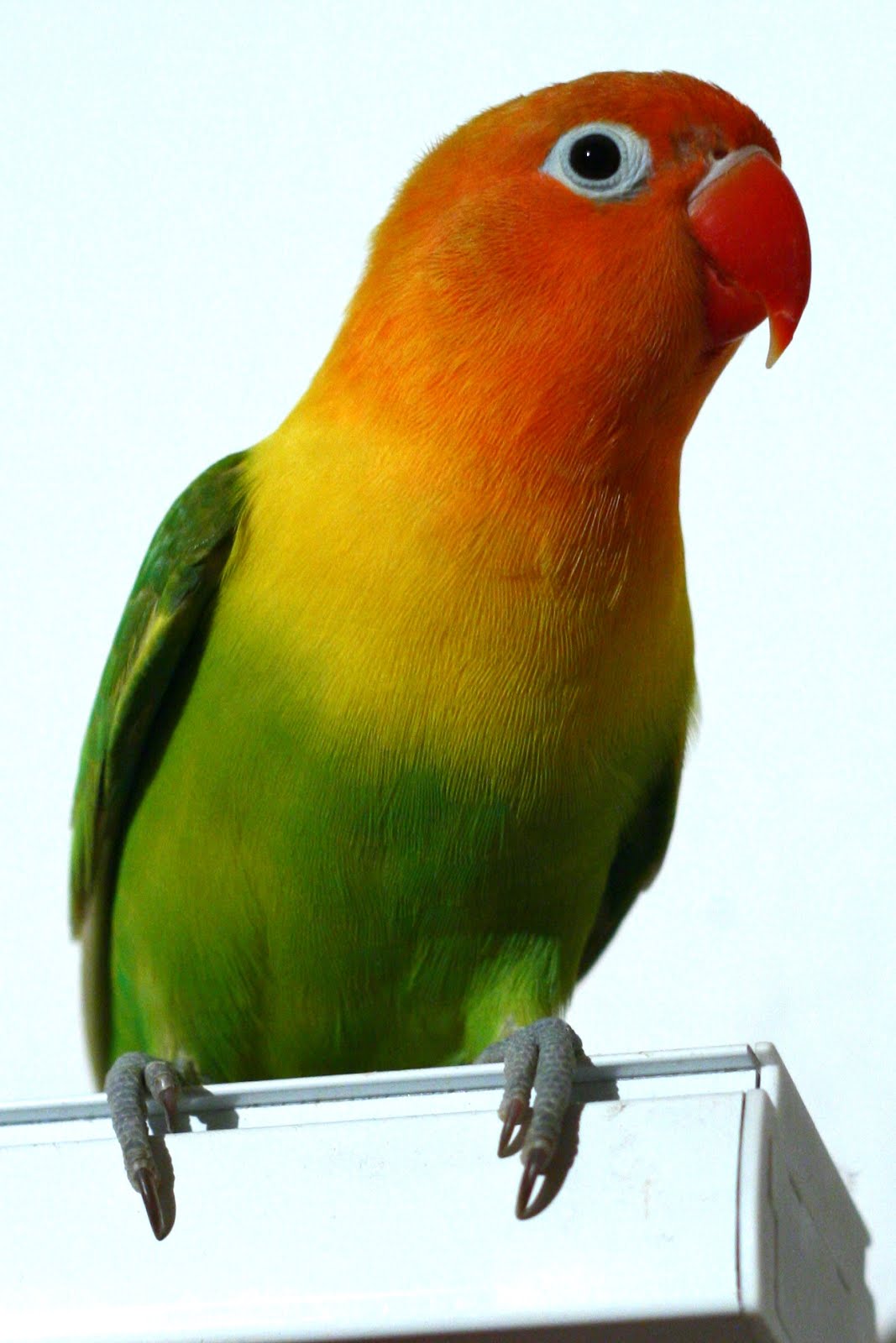 How to determine the sex for pairing of your Fischer's Lovebird: Tips ...