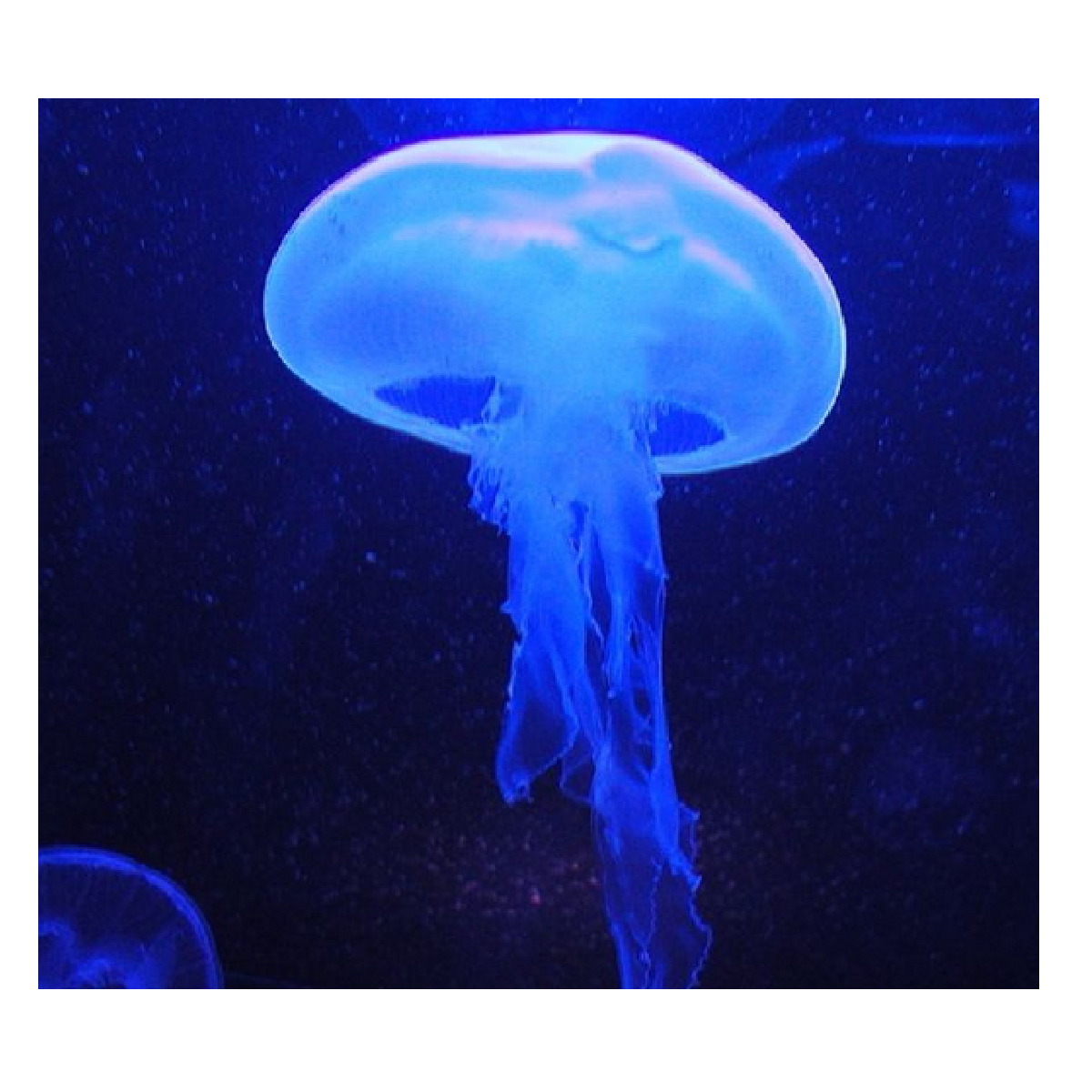 Cadeaux 2 Ouf : idées de cadeaux insolites et originaux !: Jellyfish ...