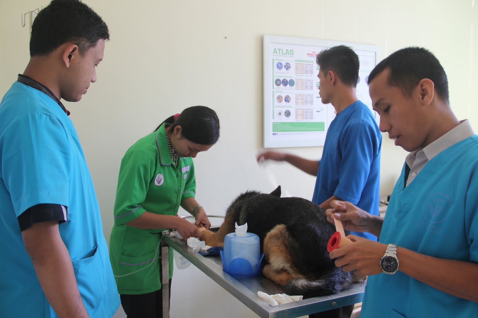 Rumah Sakit Hewan Cikole: Riwayat Rumah Sakit Hewan Cikole