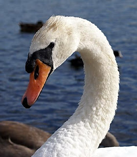 ABC Radiology Blog: Swan-Neck and Boutonniere Deformities