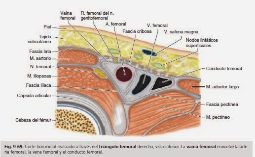 REGIONES DEL MUSLO Pag. 884 a 903 , image,…