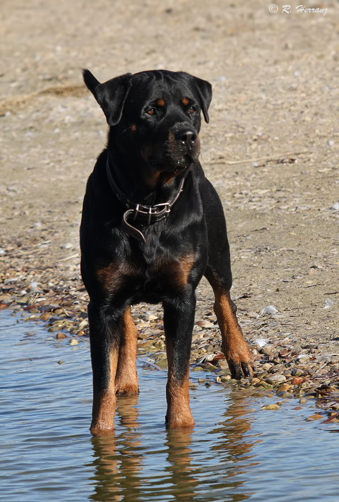 fotosricardo-h: PERROS II - Dogs II