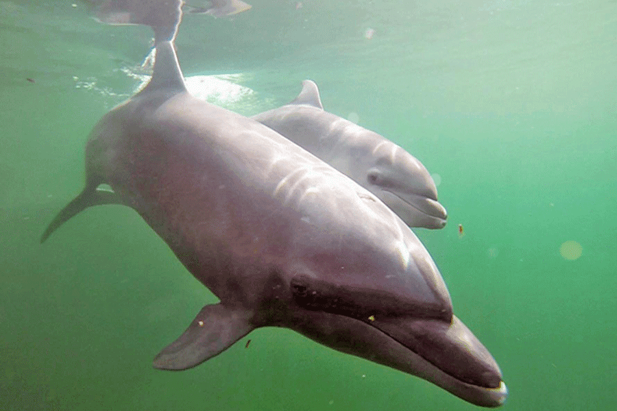 Ocean Adventure announces its new bundle of joy | SubicNewsLink