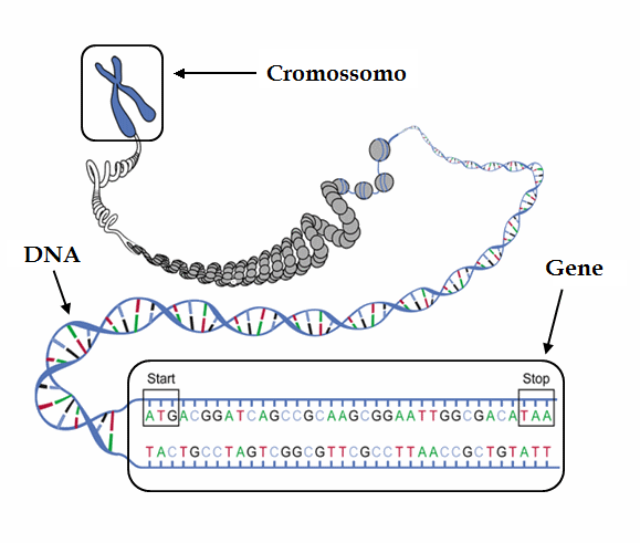Genética - Conceitos Básicos - Tira o Jaleco