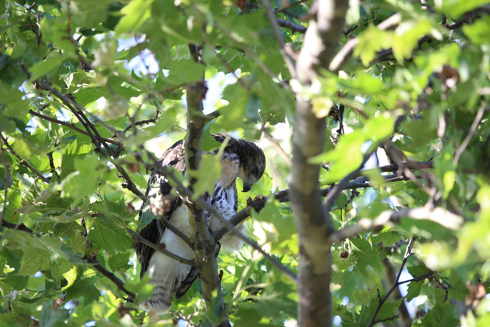 Hawkwatch at the Franklin Institute: And two more successful fledges!
